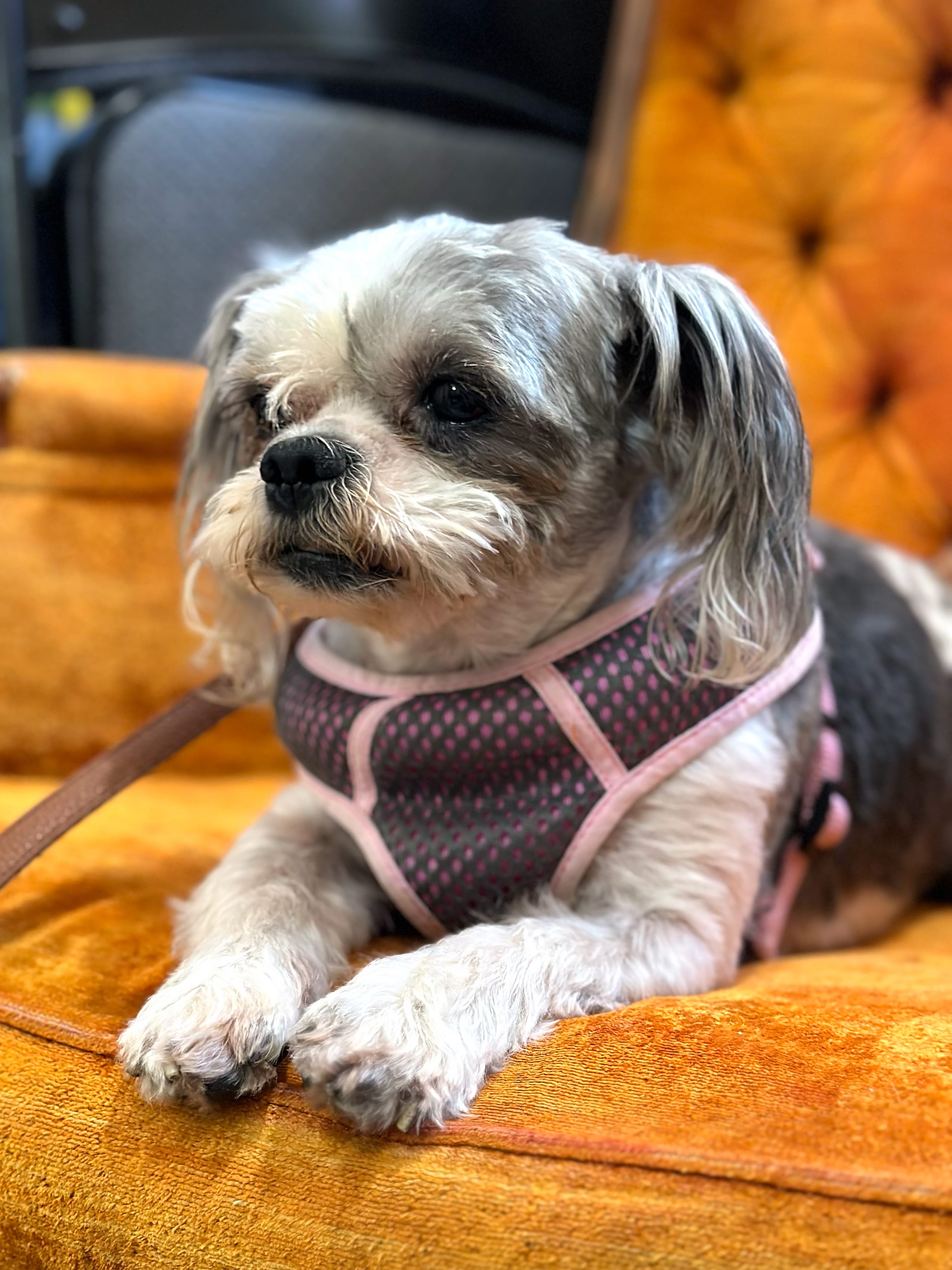 Adopt Buddy Today - Find Paw Pal