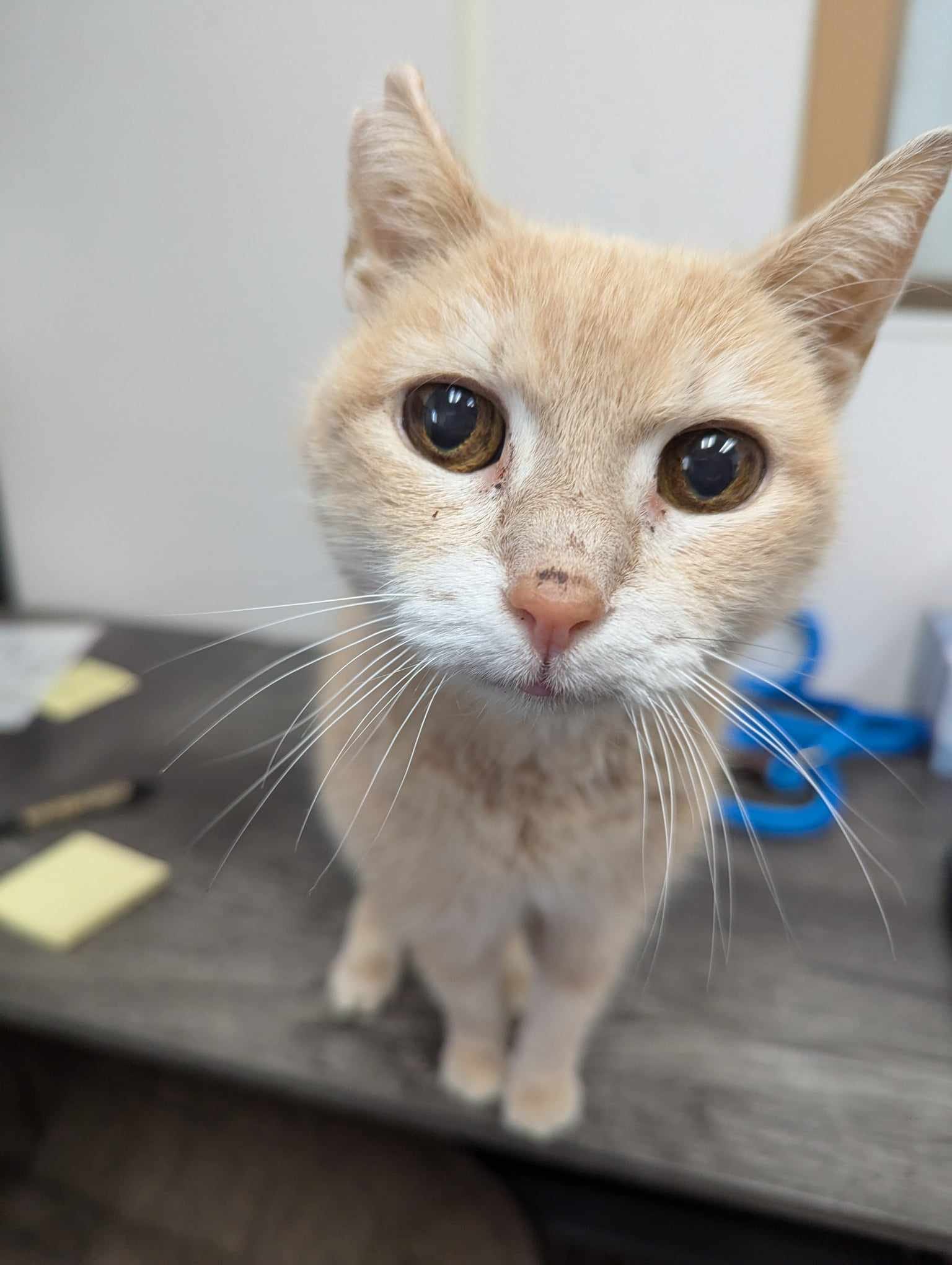 Animal Shelters in Pawtucket, RI - Find Paw Pal