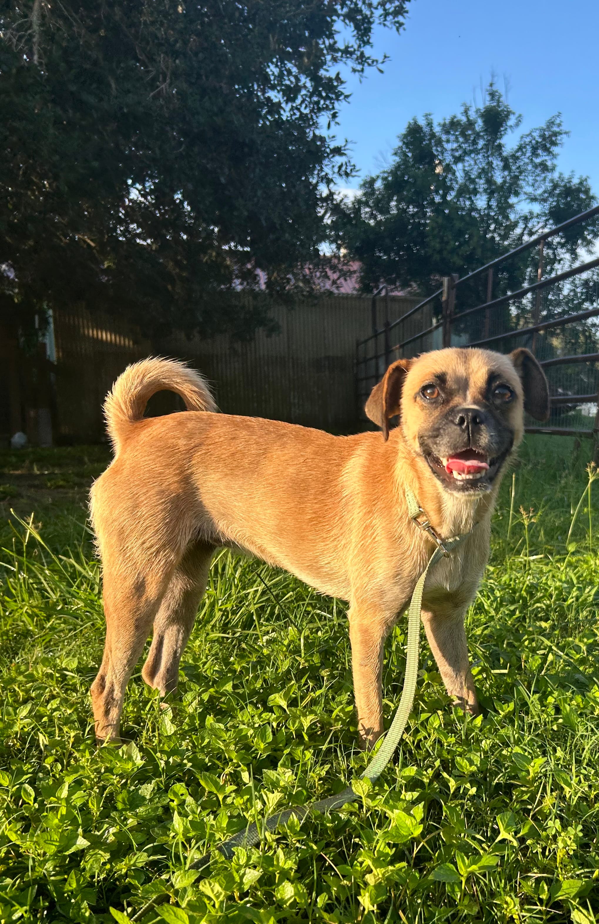 Adopt Simone Today - Find Paw Pal