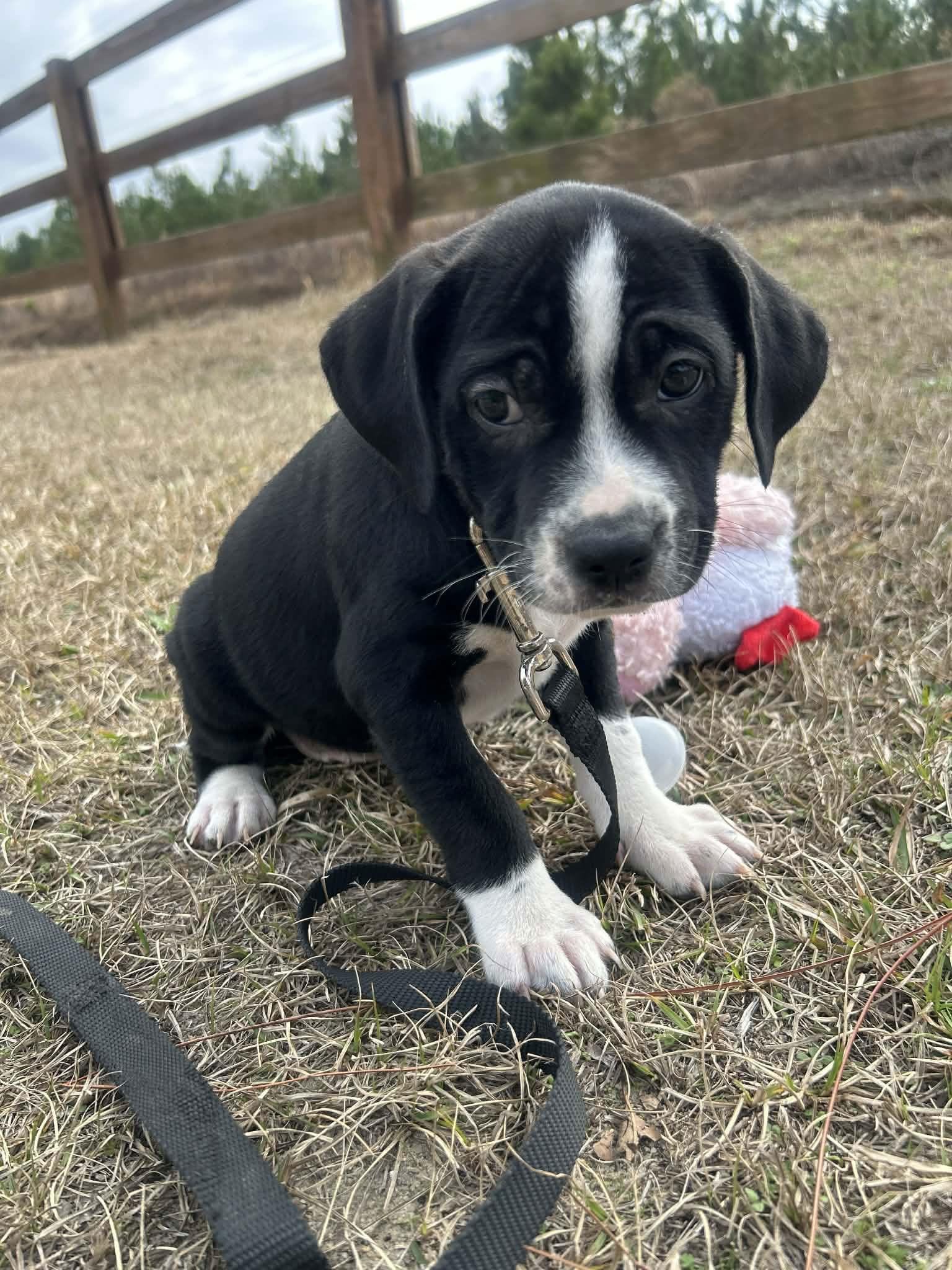 Adopt Waylon Today - Find Paw Pal