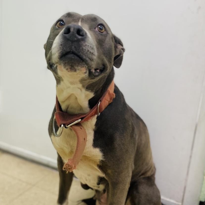 Animal Shelters in Pawtucket, RI - Find Paw Pal