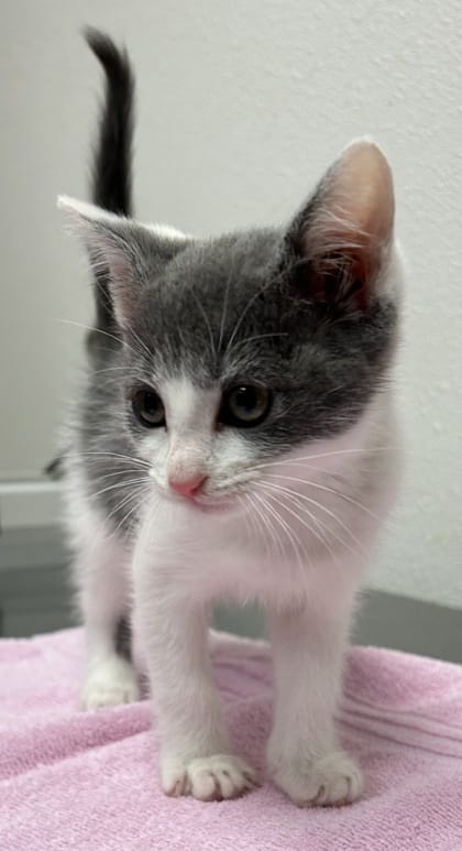 Animal Shelters in Boulder, CO - Find Paw Pal