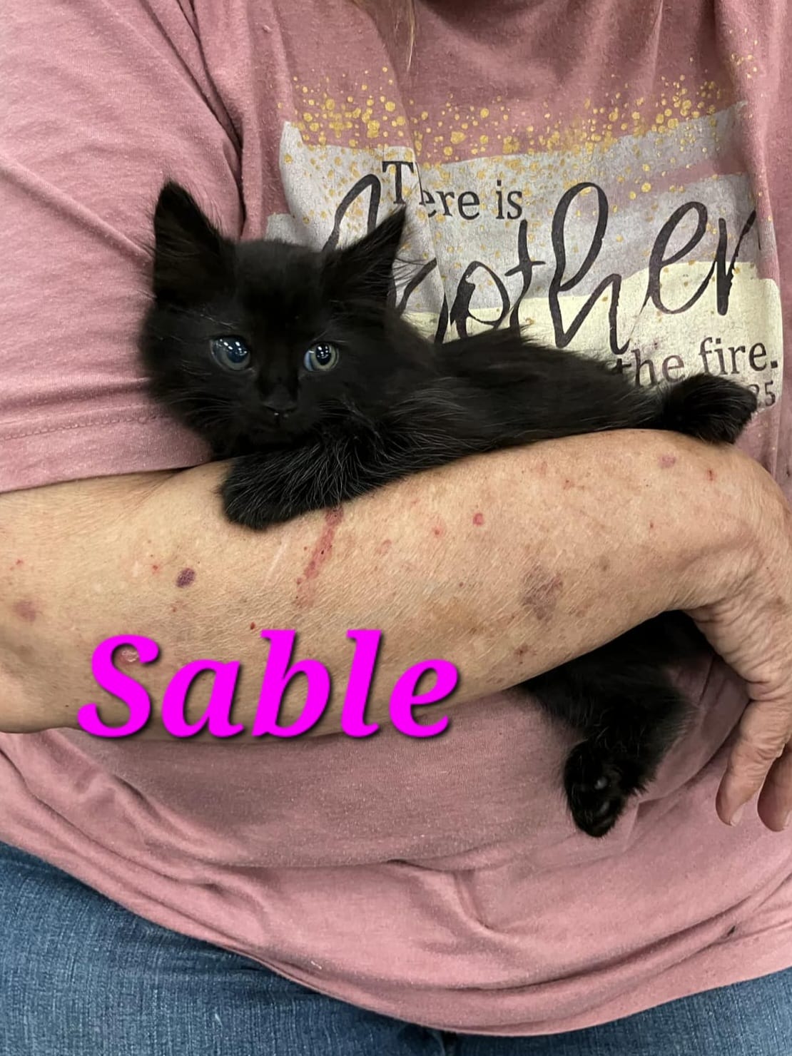 Humane Society in St. Paul, MN - Find Paw Pal