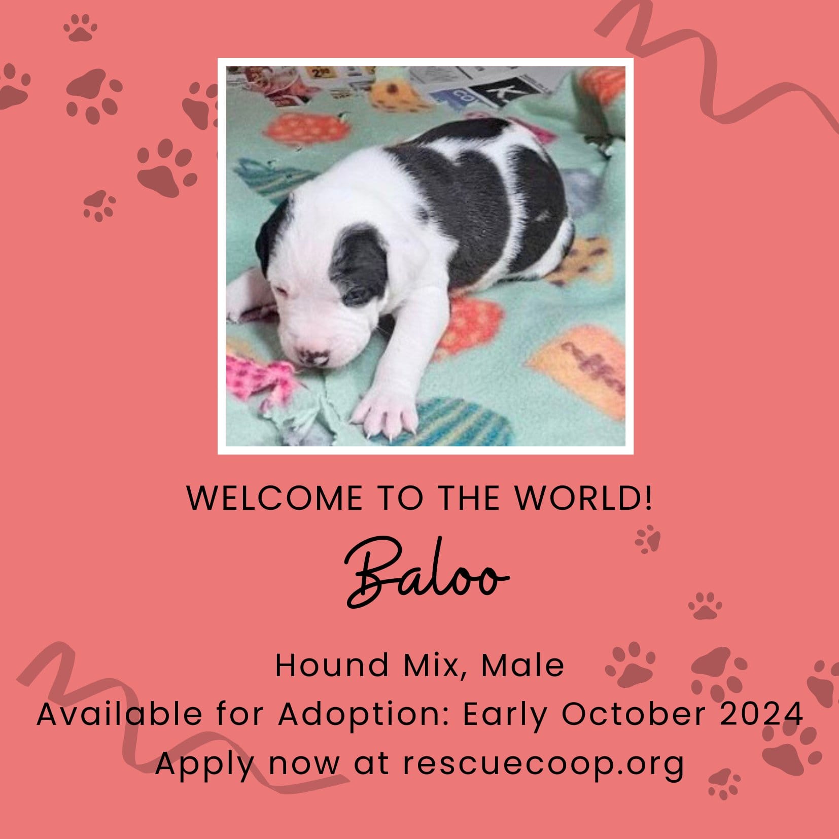 Adopt Puppy Baloo- Ready to go home in 4 weeks! Today - Find Paw Pal