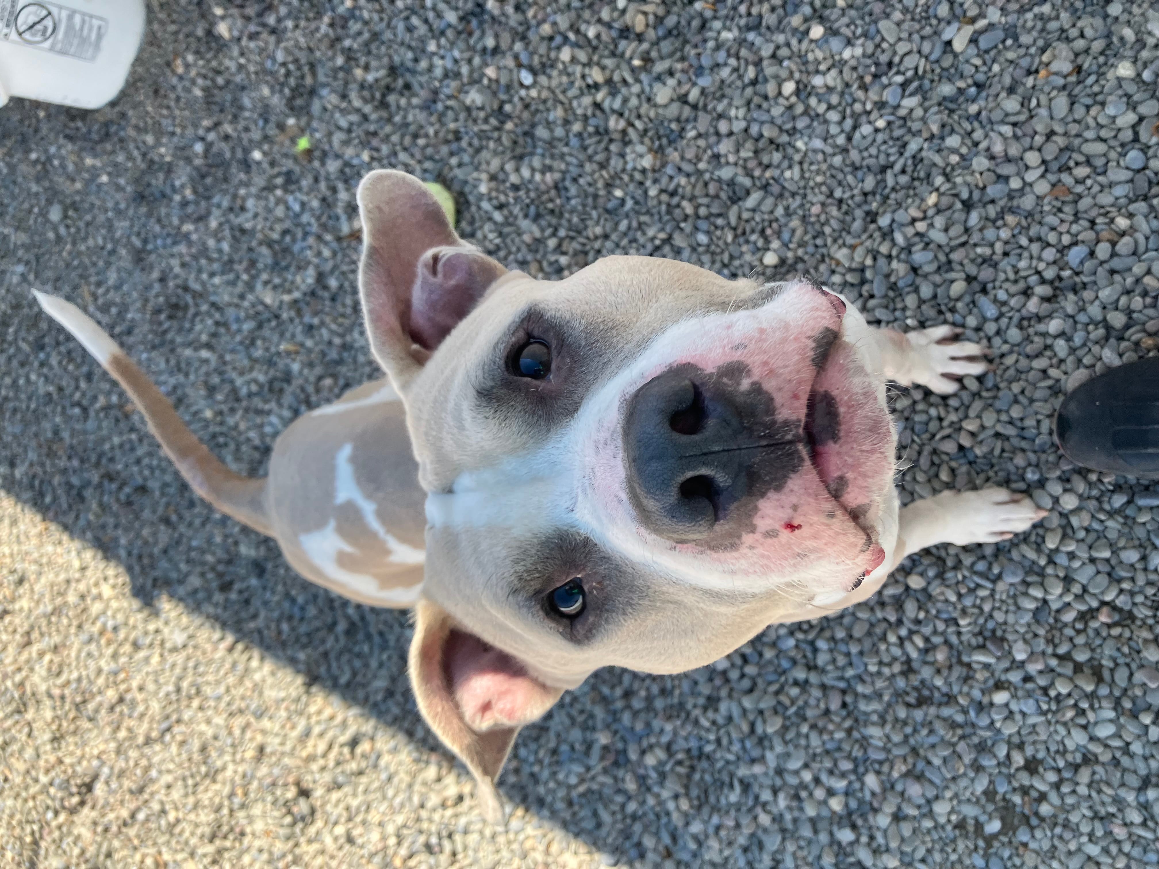 SPCA in Sumter, SC - Find Paw Pal