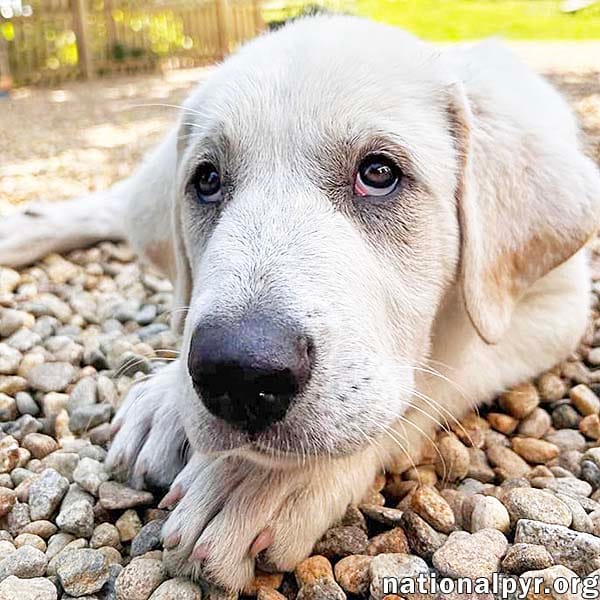 Adopt Sully in MA - Big Soulful Eyes! Today - Find Paw Pal