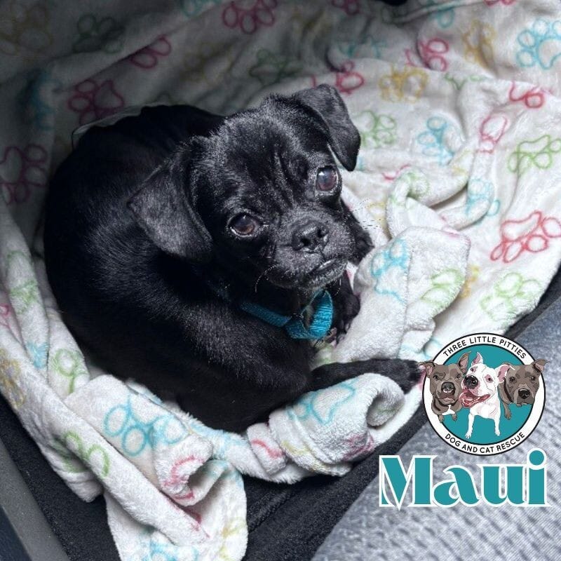 Adopt Maui Brave and Playful Pug Face Today - Find Paw Pal