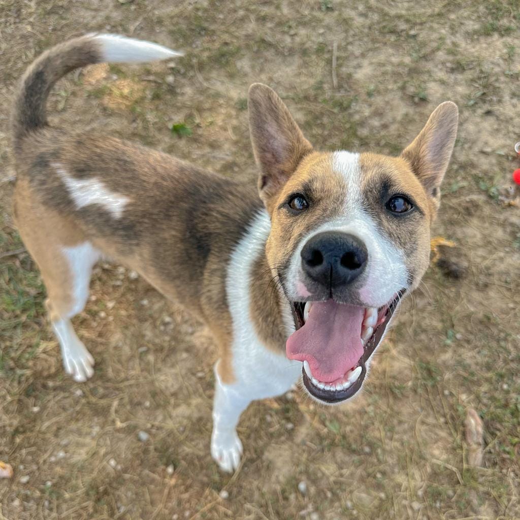 Animal Shelters in Boulder, CO - Find Paw Pal