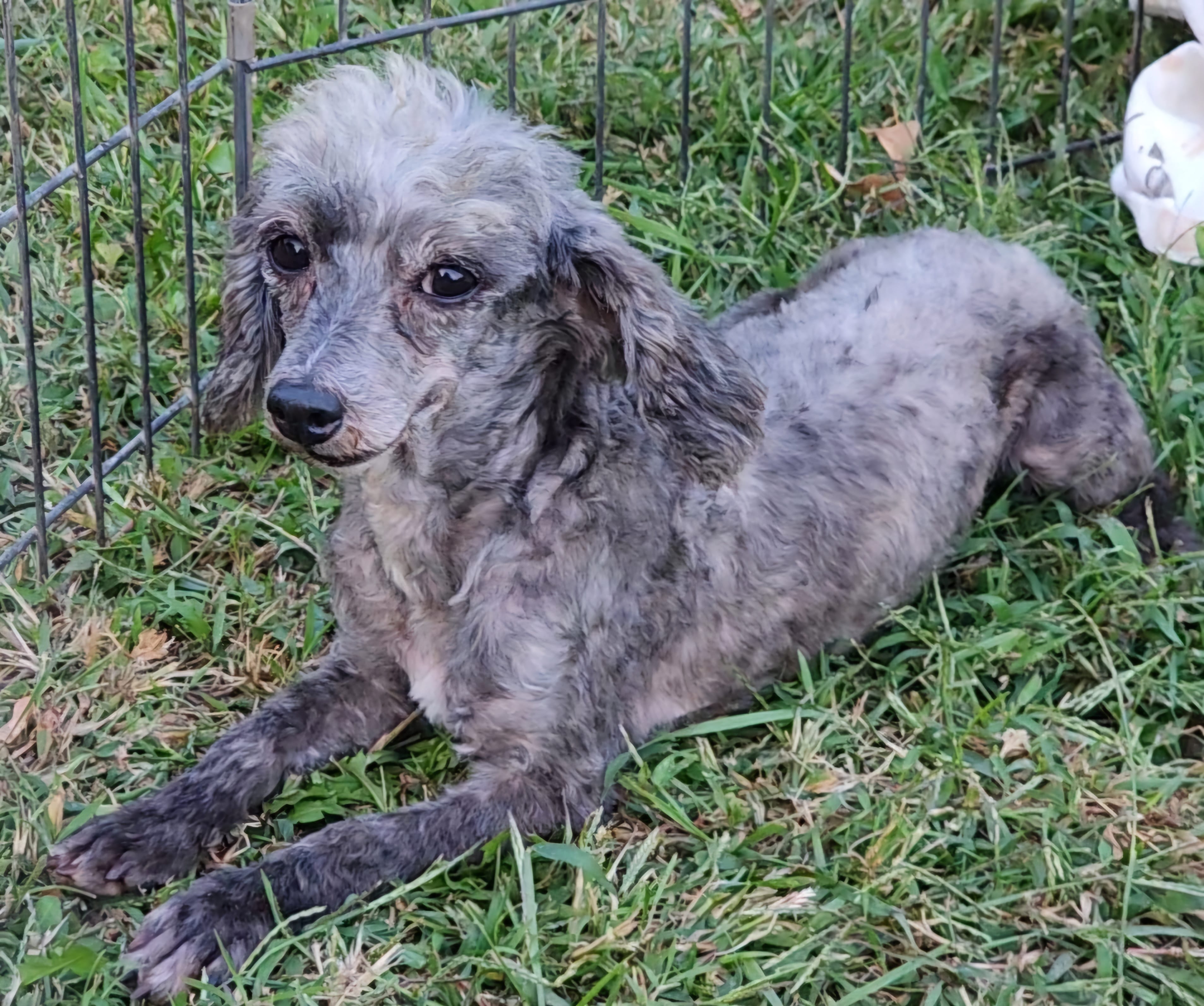 Adopt Blue Merle Poodle Today - Find Paw Pal