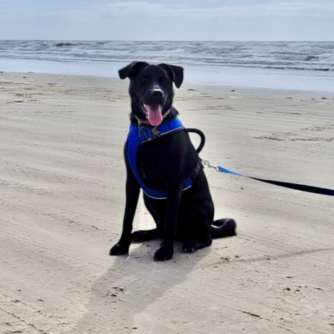 Animal Shelters in Boulder, CO - Find Paw Pal