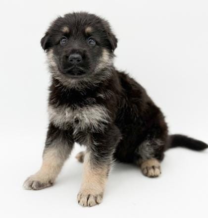 Adopt Felix! What a joy! Soft snuggly beautiful! Might be HUGE German ...