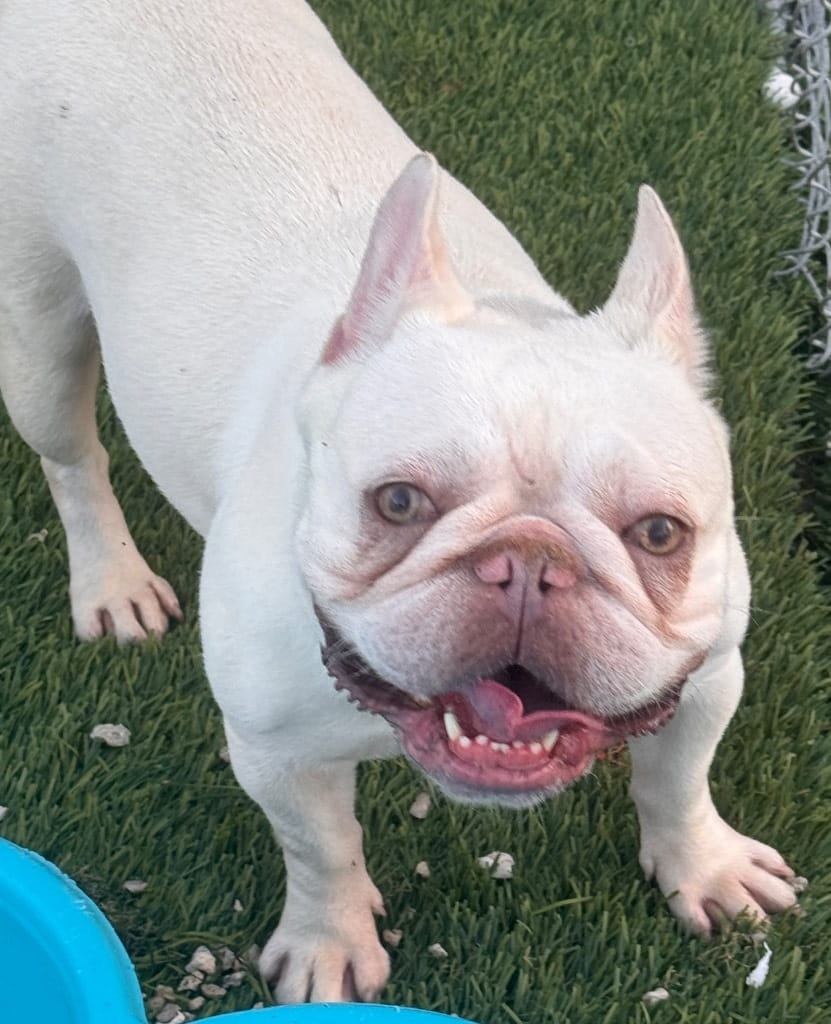 Adopt Coco Chanel - Cream Frenchie! Today - Find Paw Pal