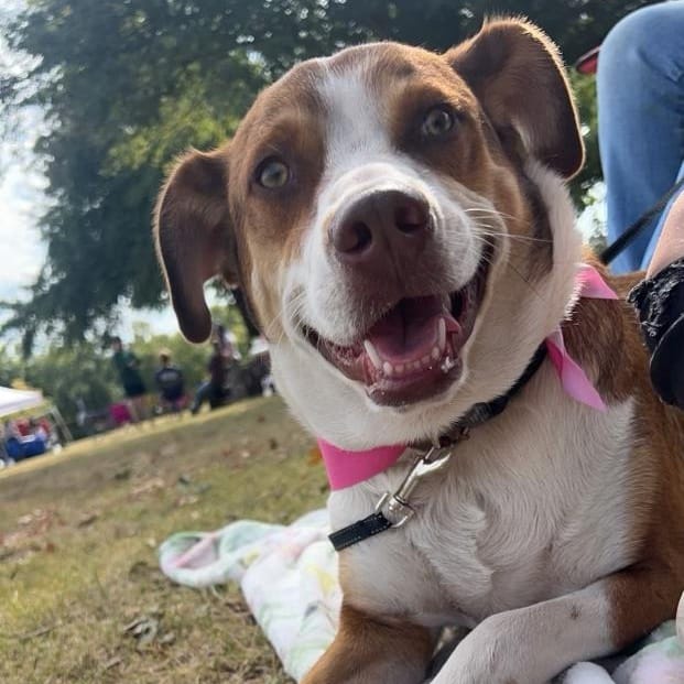 Humane Society in Springfield, MO - Find Paw Pal