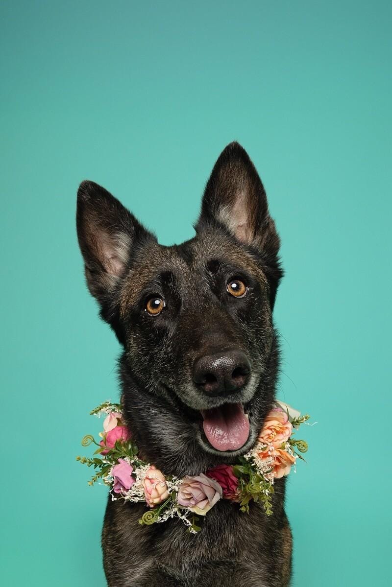 Adopt Sable the Small Dog Queen Today - Find Paw Pal