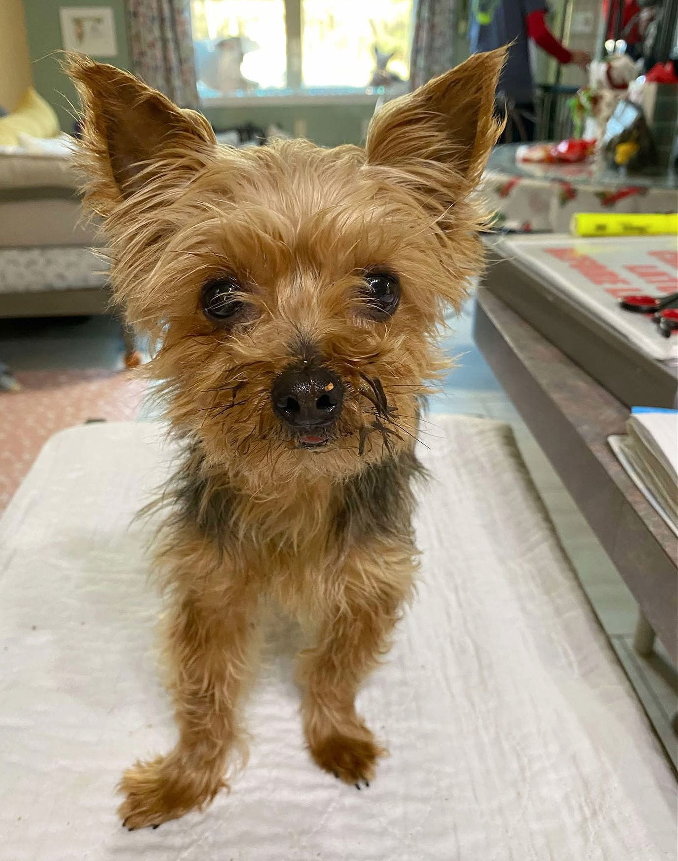 Adopt Katie Kay (NOT YET AVAILABLE) Today - Find Paw Pal