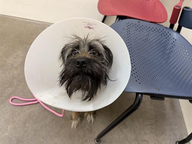 Adopt SULLY Today - Find Paw Pal