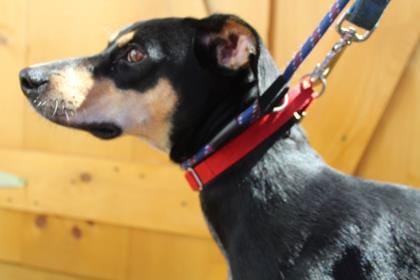 Adopt Ariel ( FKA Charlene) Today - Find Paw Pal