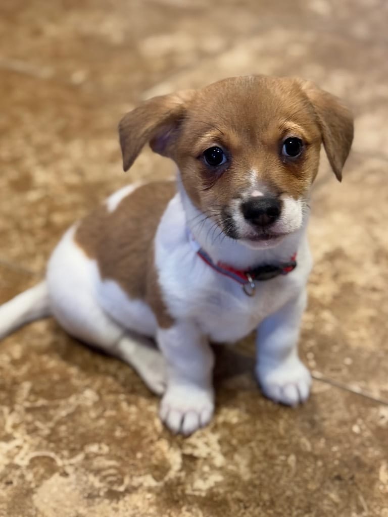 Adopt Athens (pup 5) Today - Find Paw Pal
