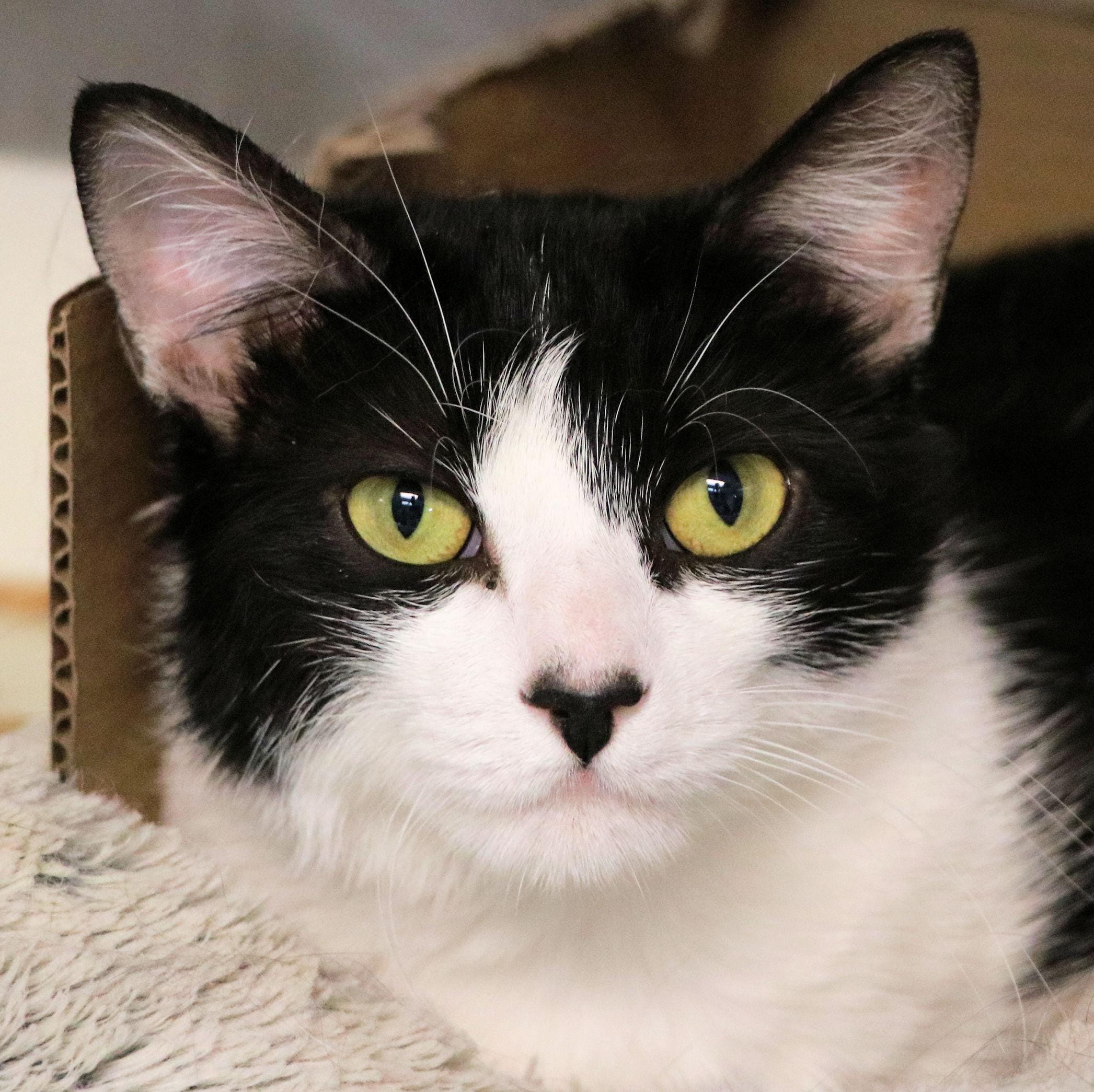 SPCA in Sumter, SC - Find Paw Pal