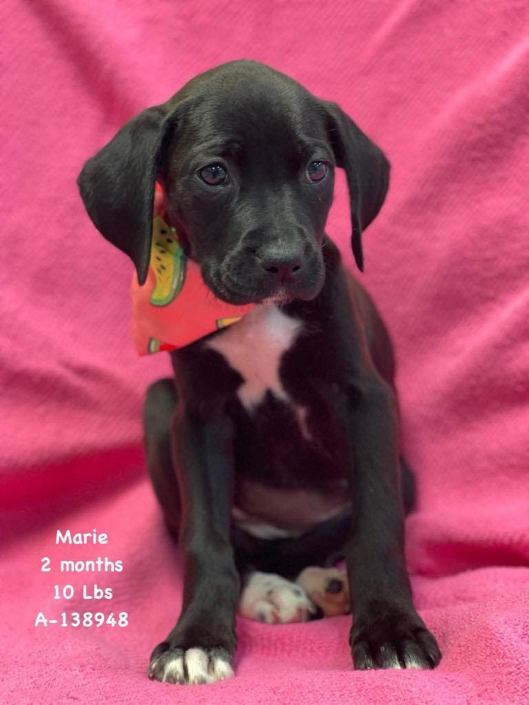 Adopt Marie the boxer mix puppy Today - Find Paw Pal