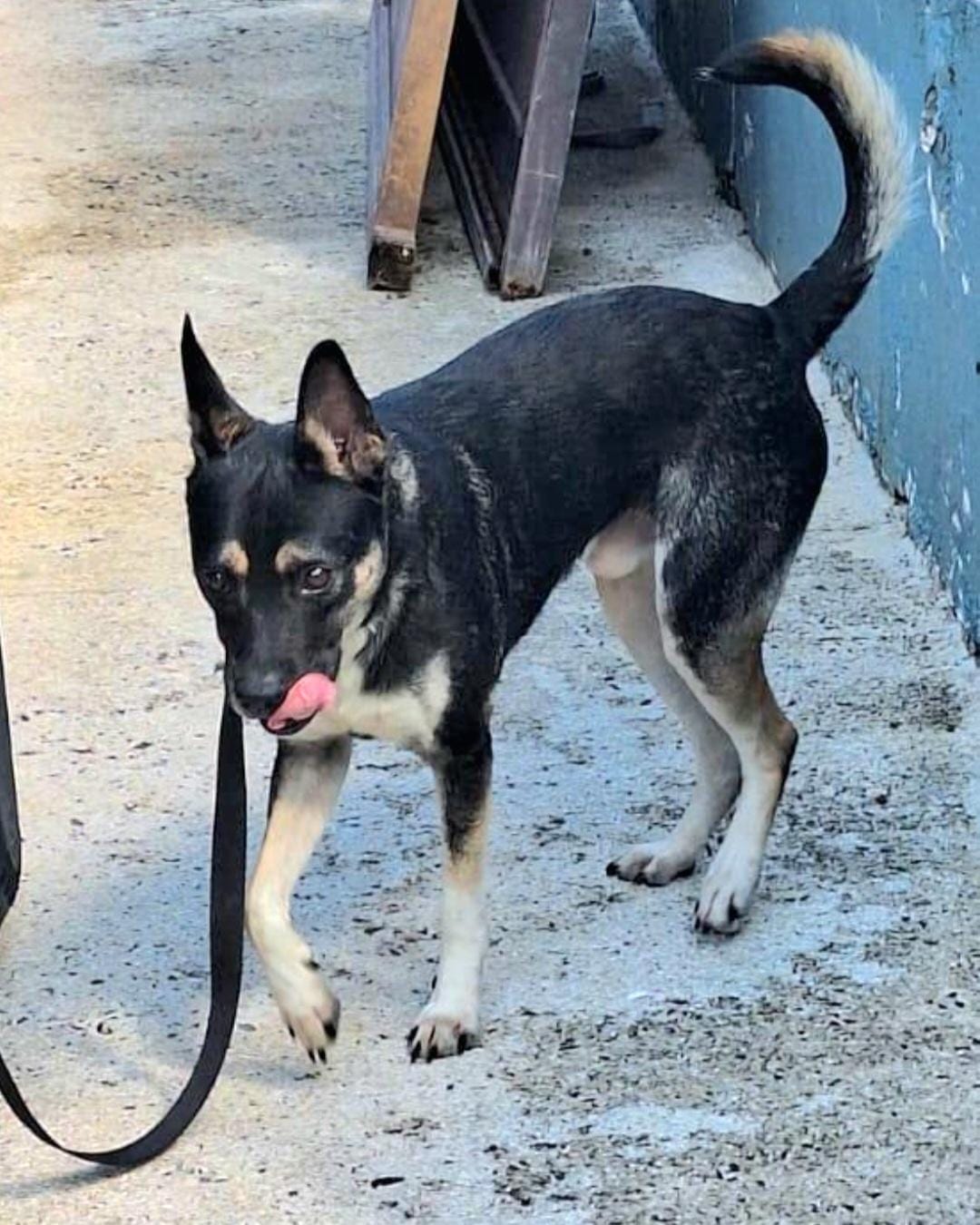 Adopt DADDY YANKEE "Loving & wonderful!" (Currently in Puerto Rico ...