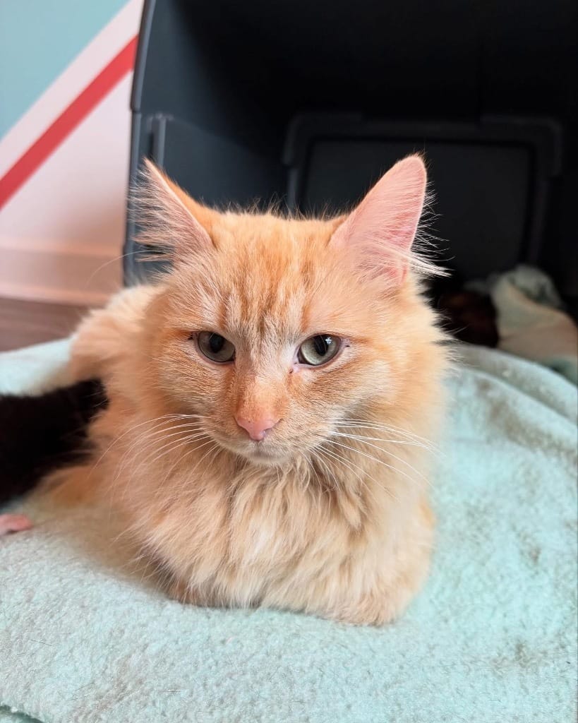 SPCA in Sumter, SC - Find Paw Pal