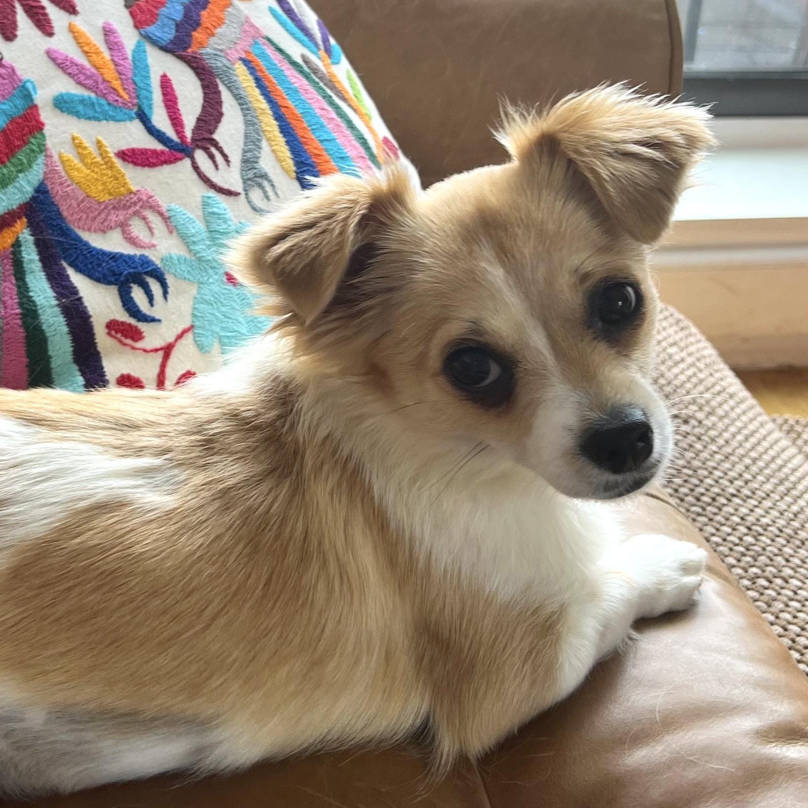 Adopt Winnie Today - Find Paw Pal