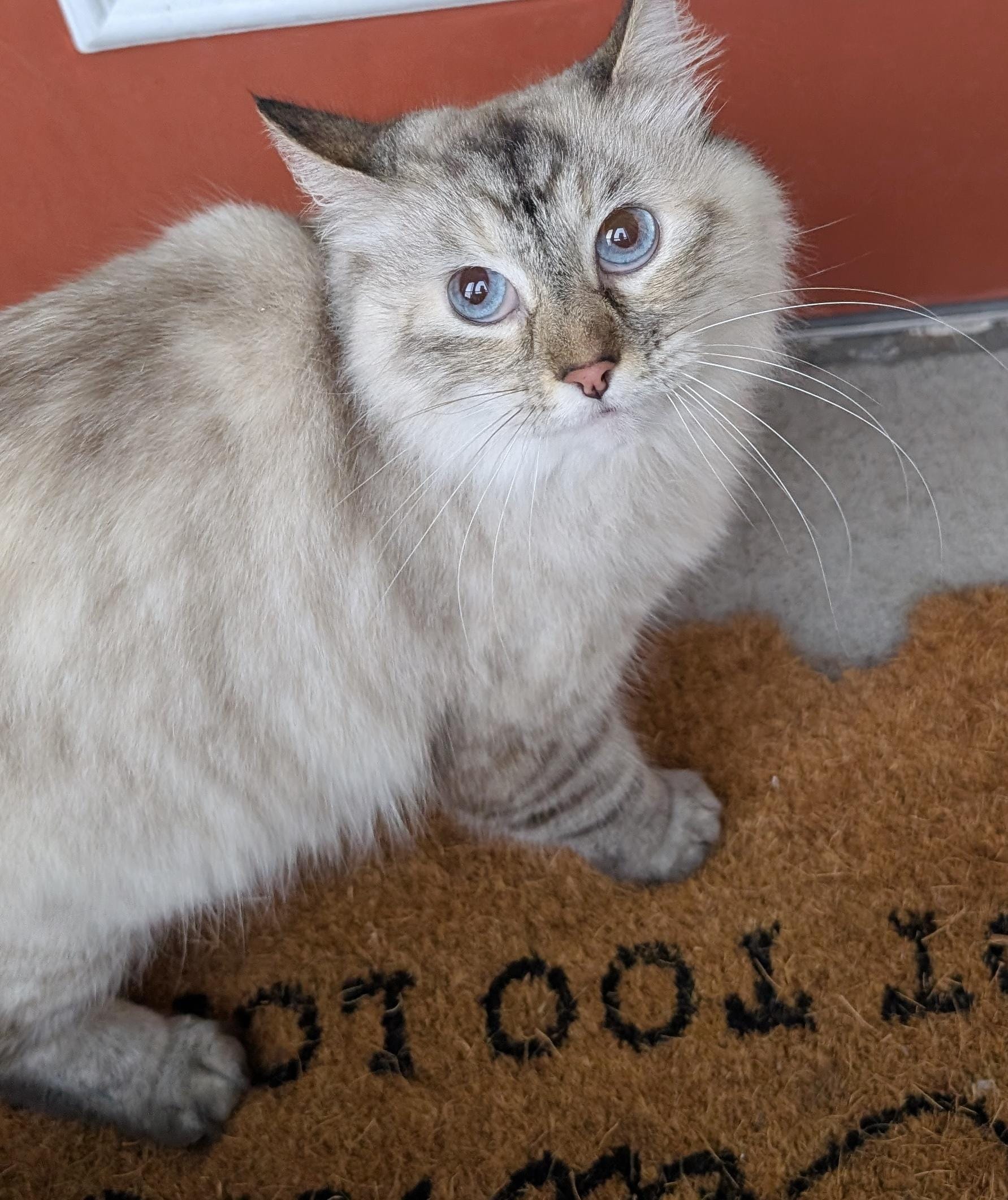 Adopt Pearl (long hair Siamese) *VIDEO* Today - Find Paw Pal