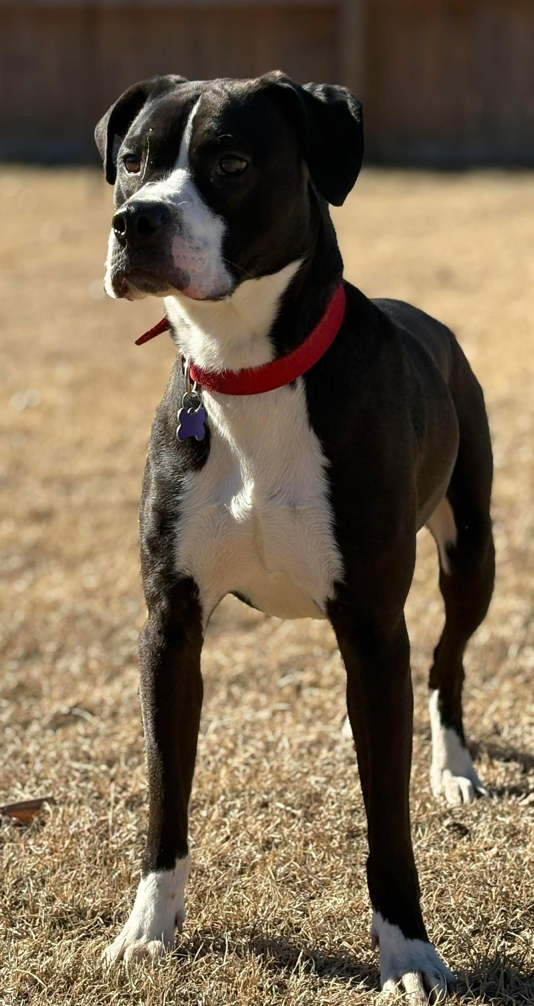 Adopt Teddy Today - Find Paw Pal