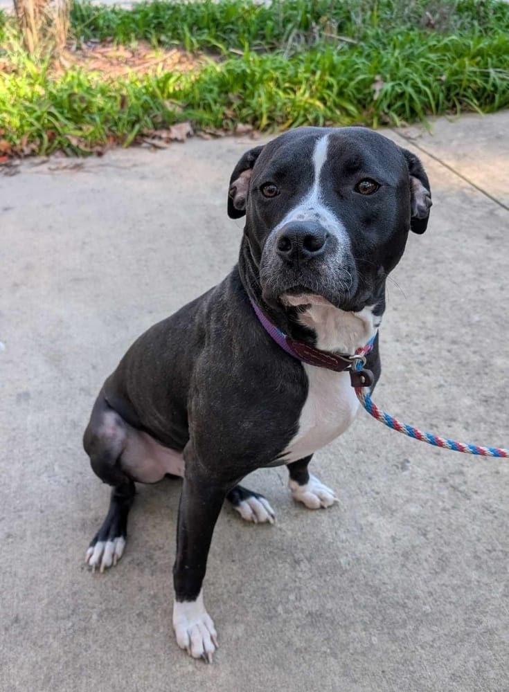 Adopt Harley Honeysuckle Today - Find Paw Pal