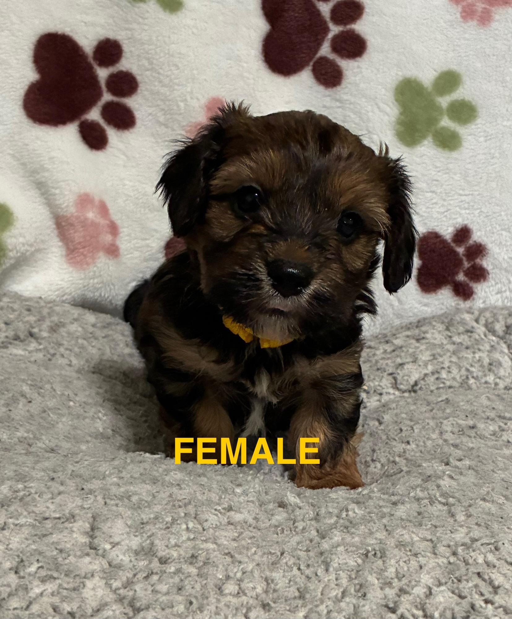Adopt Yorkie Puppies Today - Find Paw Pal