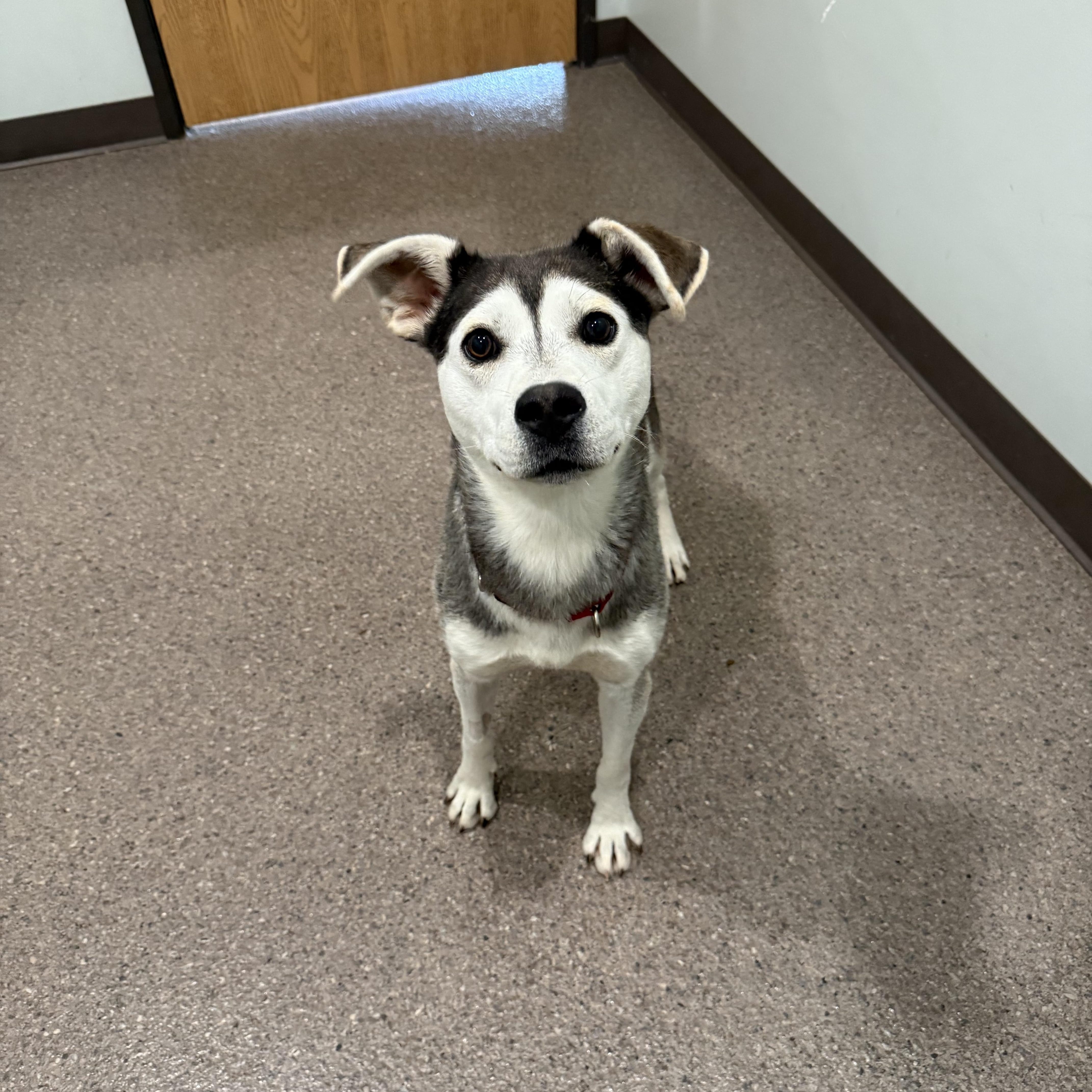 Adopt Bubby Today - Find Paw Pal