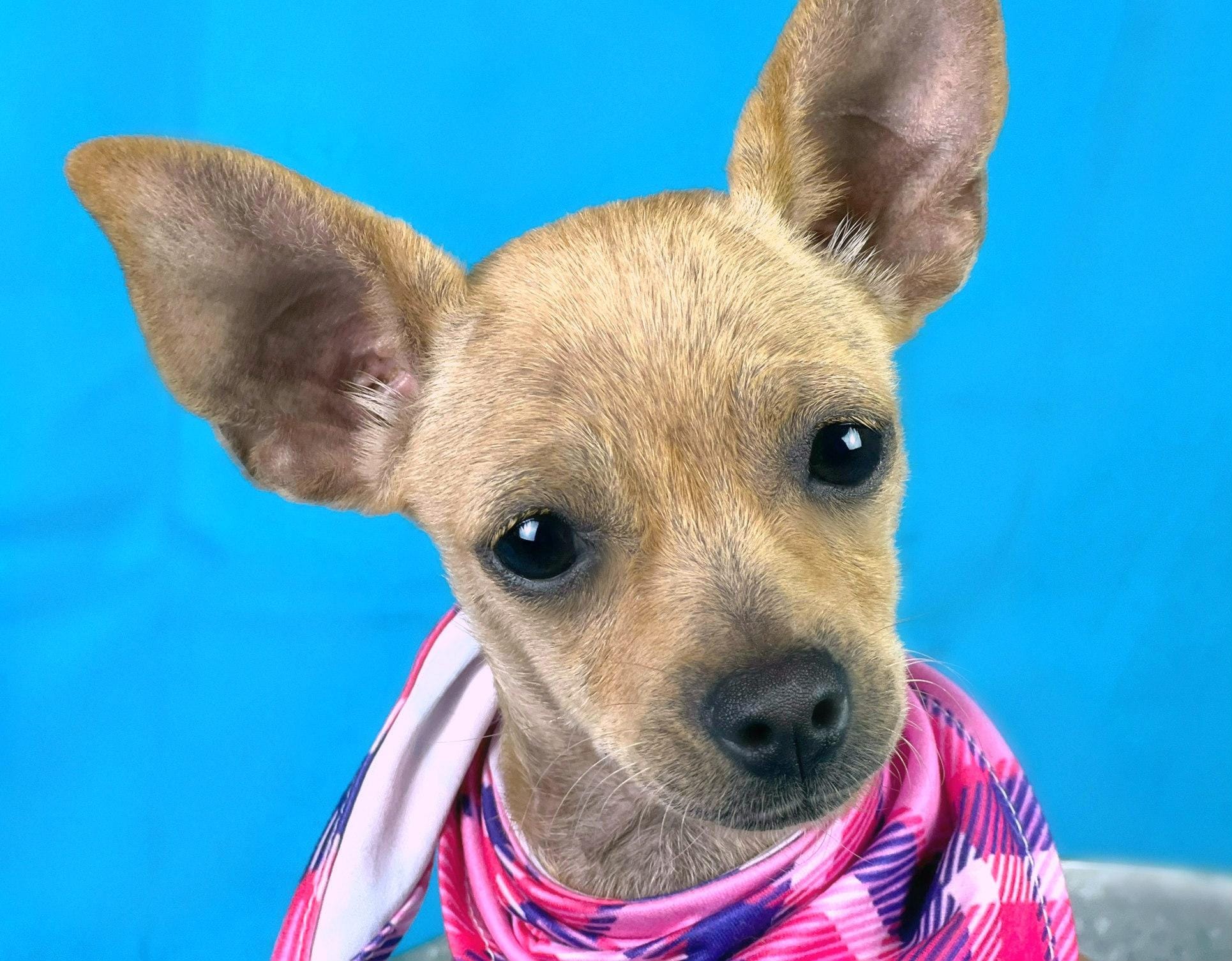 Adopt Winnie - The tiny Wal Mart greeter with a tail that never stops ...