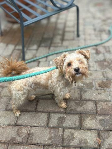 Adopt Oso Today - Find Paw Pal