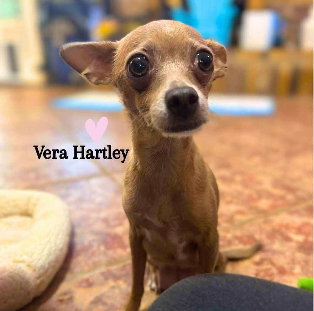 Adopt Vera Hartley Today - Find Paw Pal