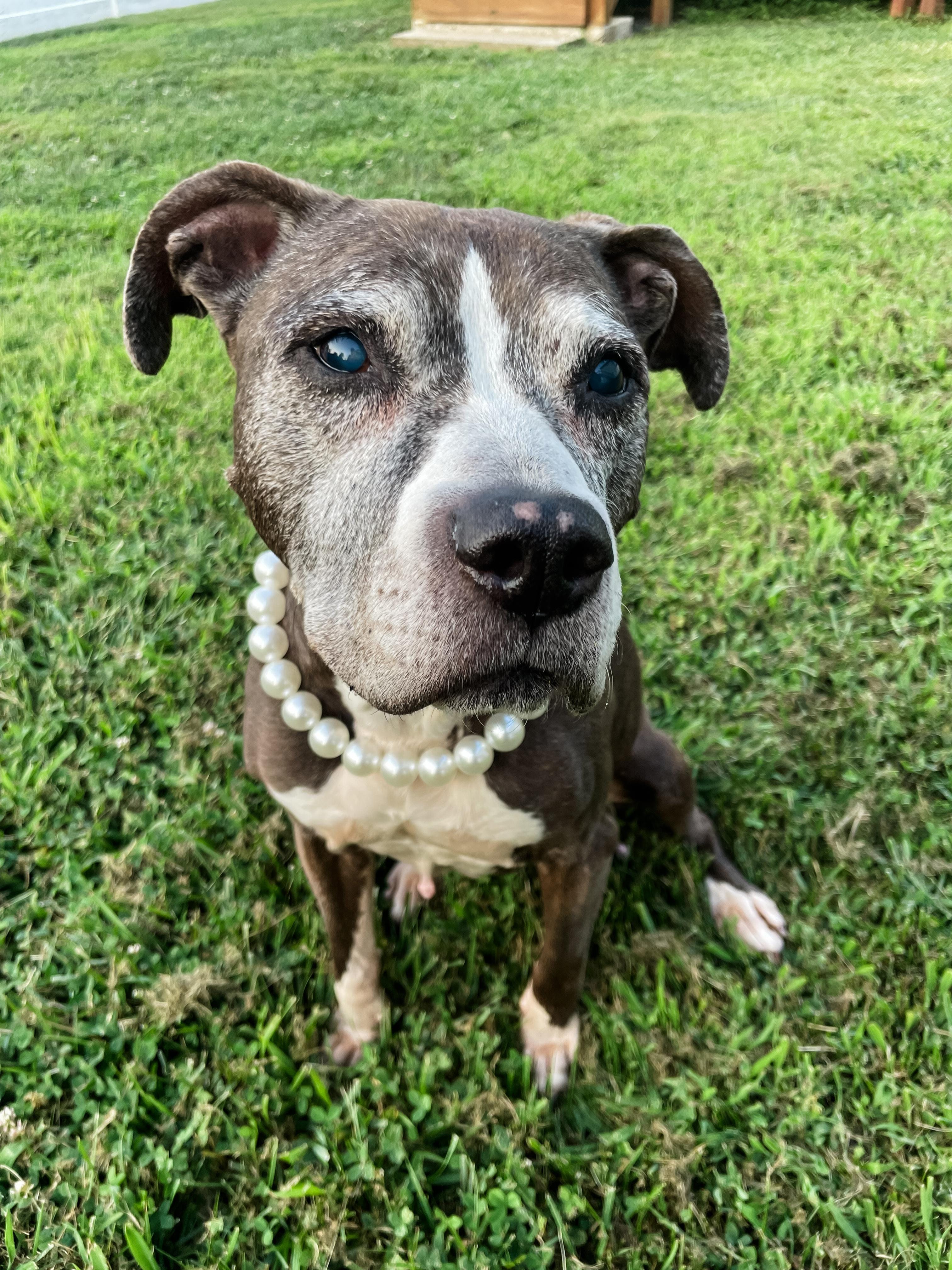 Adopt BLUEBERRY Today - Find Paw Pal