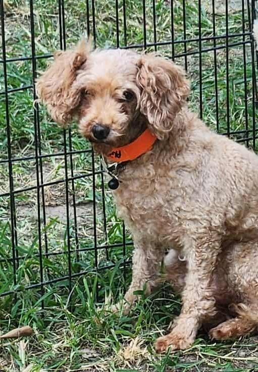 Adopt Wyatt Today - Find Paw Pal