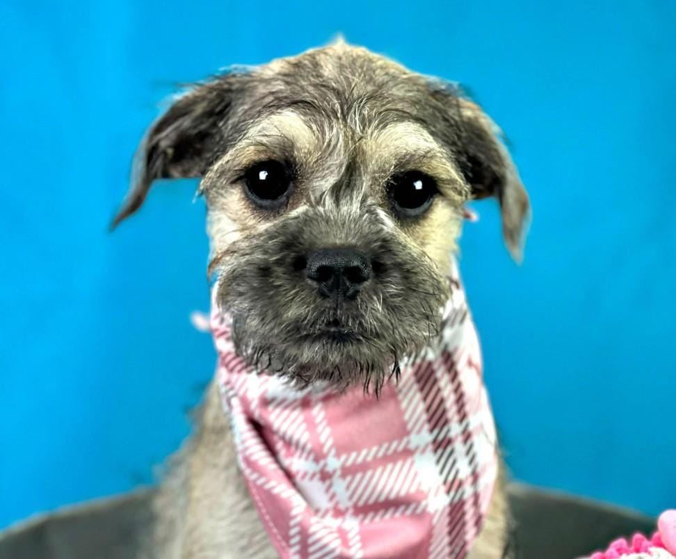 Adopt Dawn - The sweetest little scruffy puggle baby! That face ...