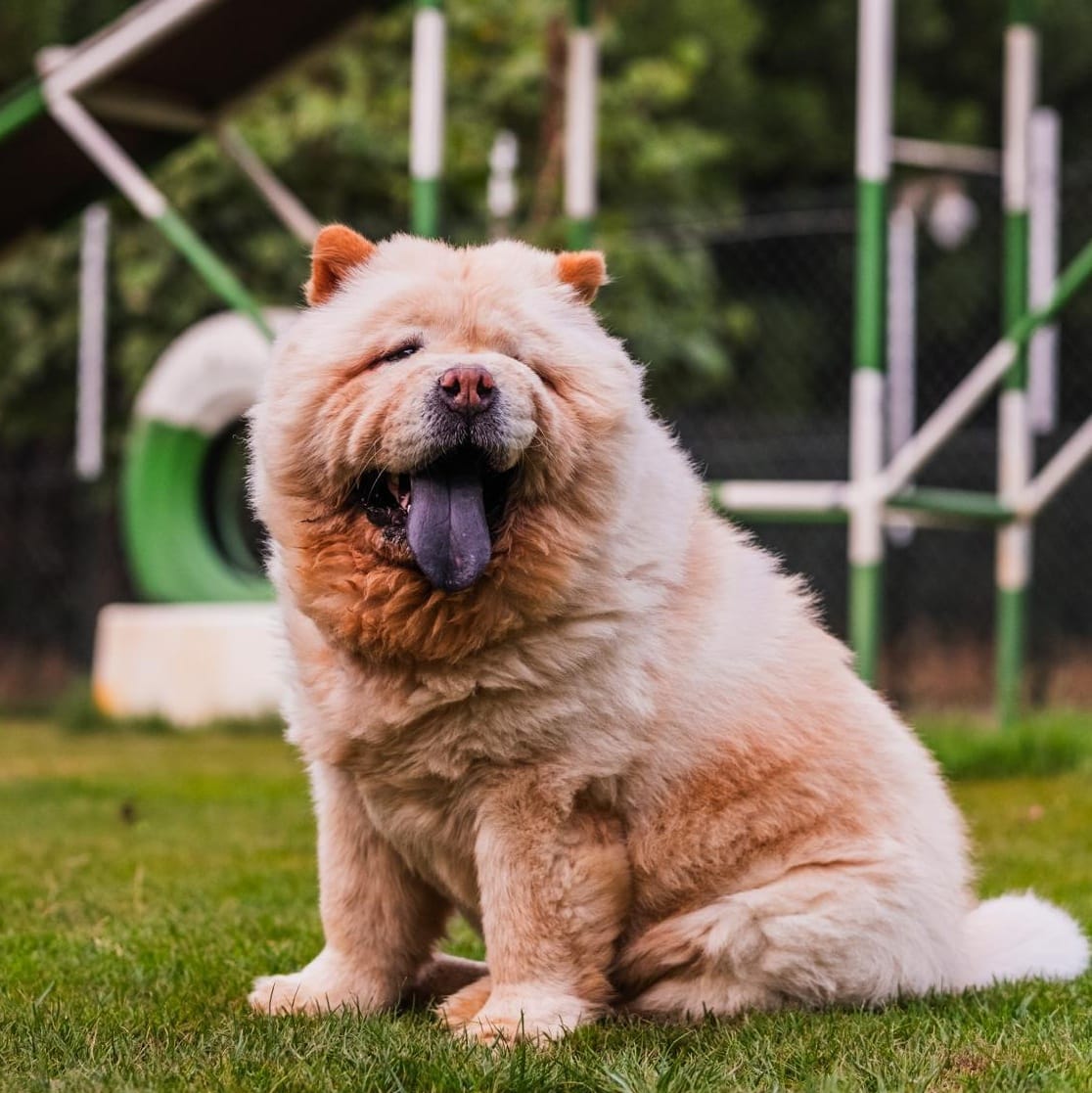 Adopt Coco our sweetheart Kuwaiti Chow Today - Find Paw Pal