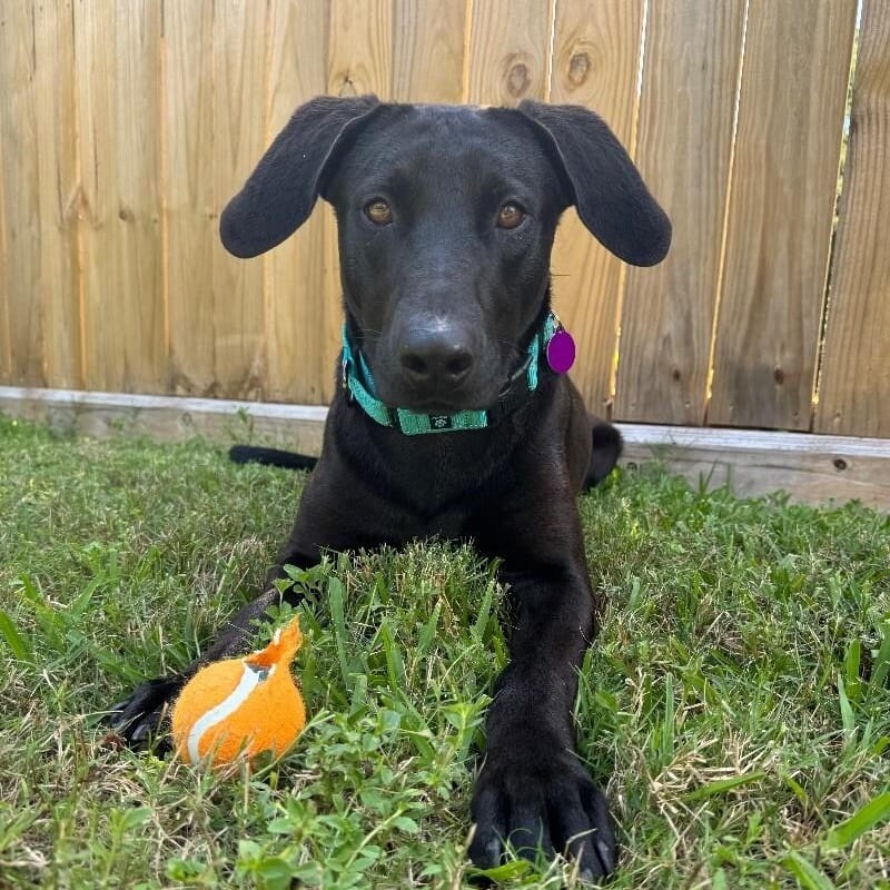 Adopt Henry Hopper the swimming labrador Today - Find Paw Pal