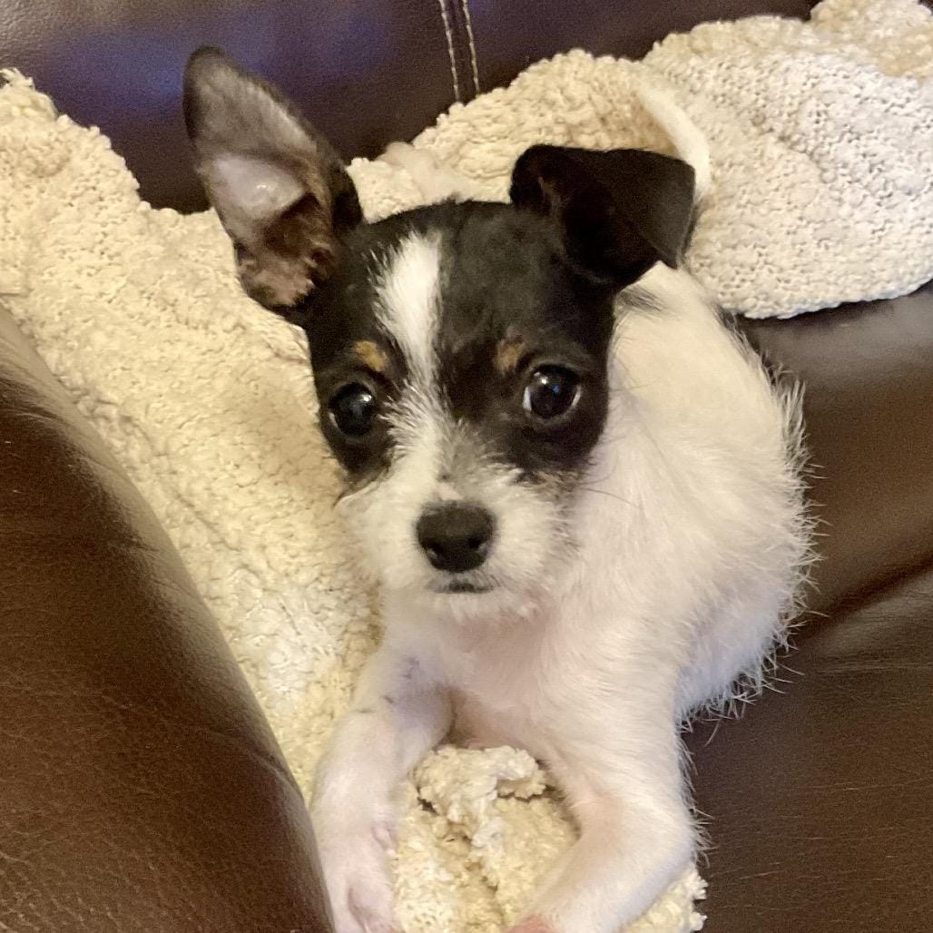 Adopt Penelope Today - Find Paw Pal