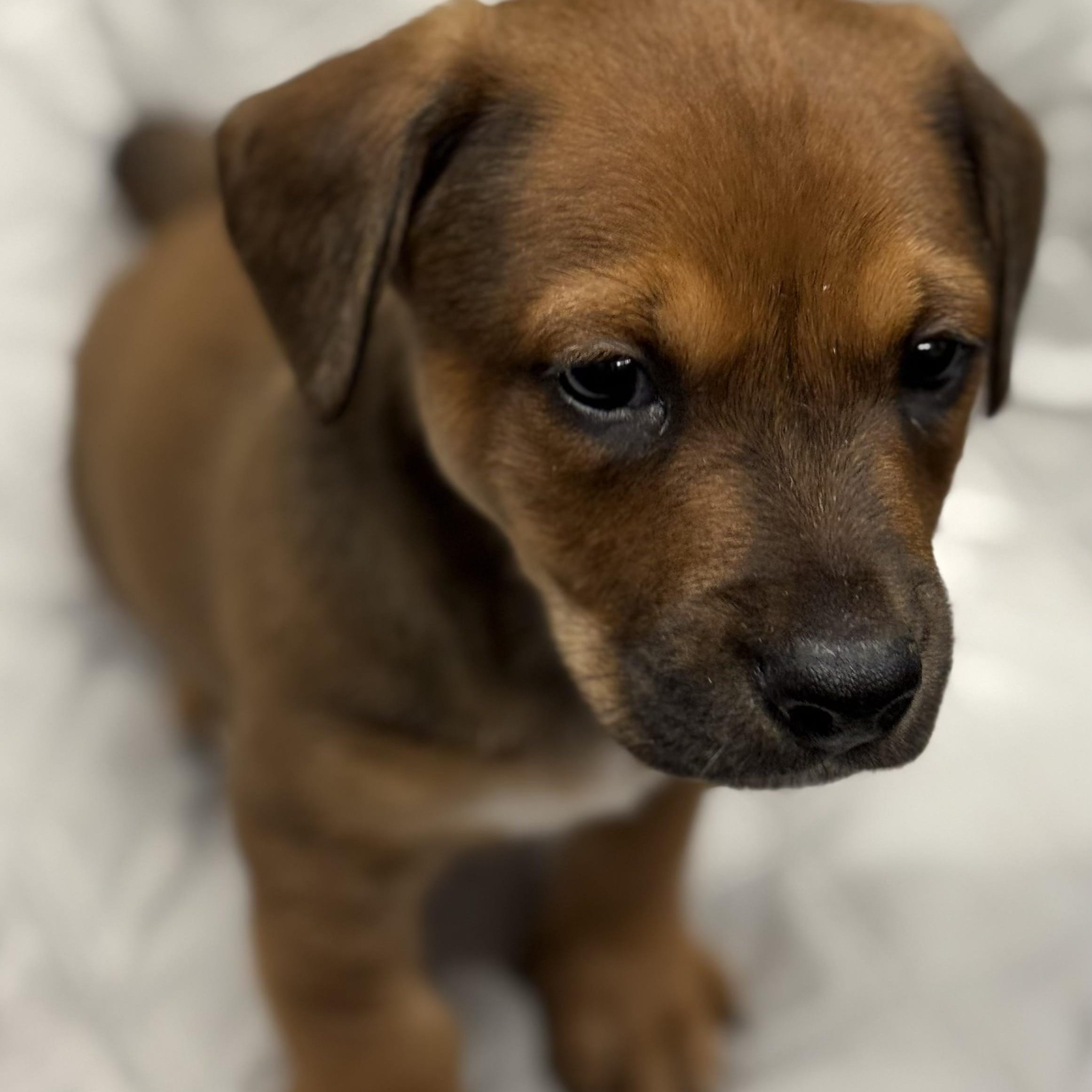 Adopt BUD - ARRIVING IN MAINE SEPTEMBER 6TH Today - Find Paw Pal