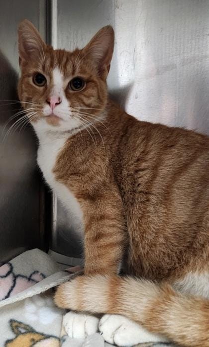Spartanburg Humane Society in Spartanburg, SC - Find Paw Pal