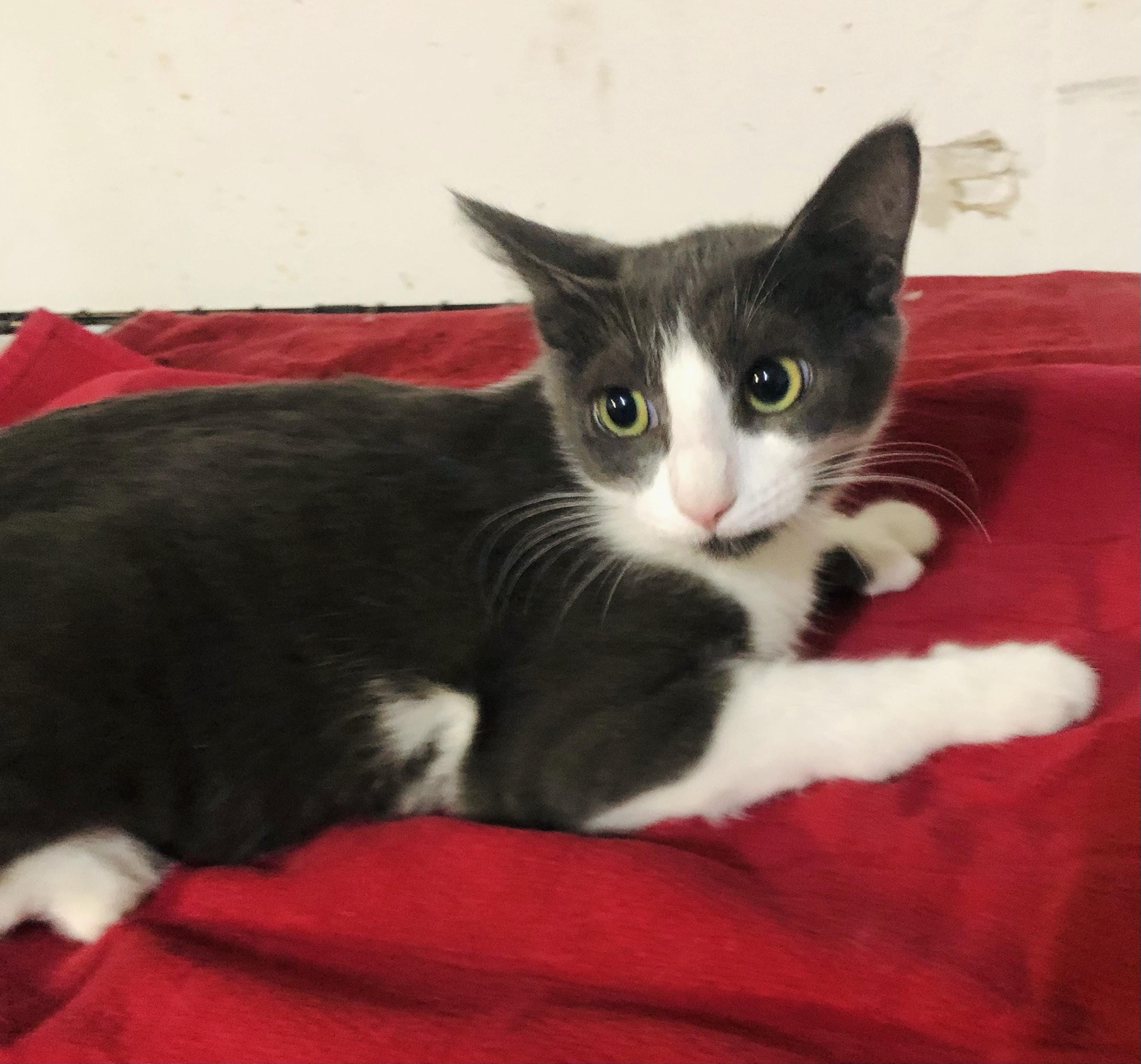 Adopt Gracie (EXTRA TOES) polydactyl kitten! Today - Find Paw Pal