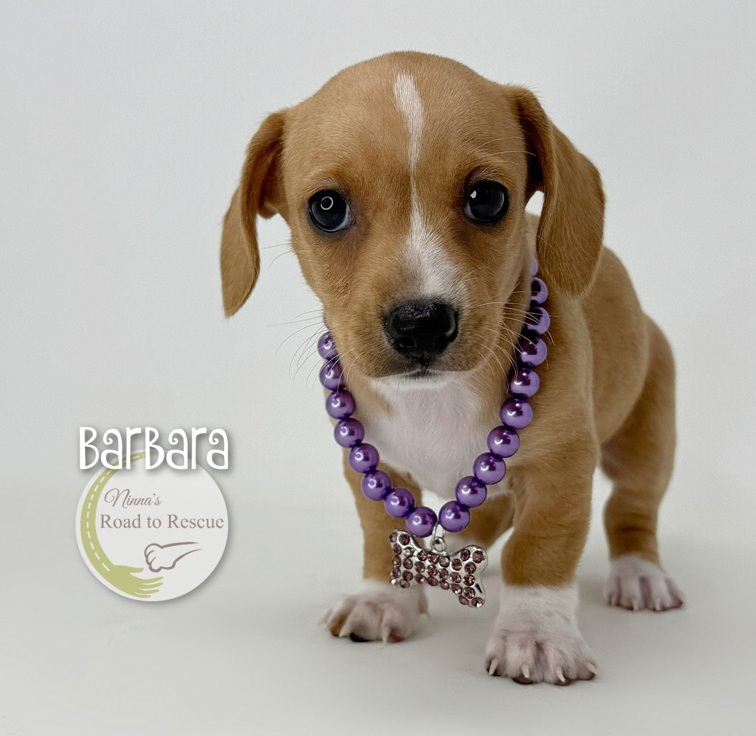 Adopt Barbara Today - Find Paw Pal
