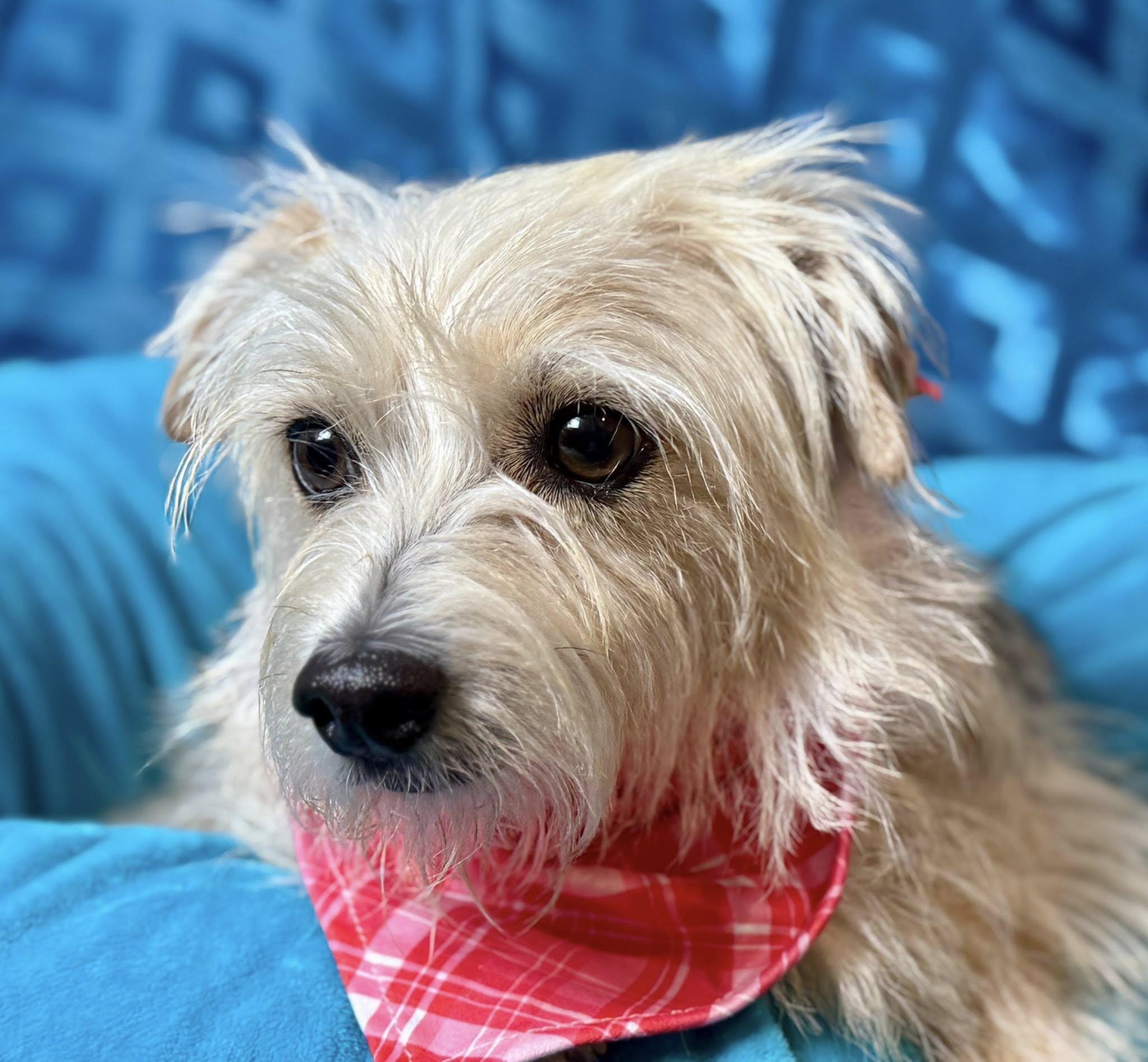 Adopt Courtney Today - Find Paw Pal