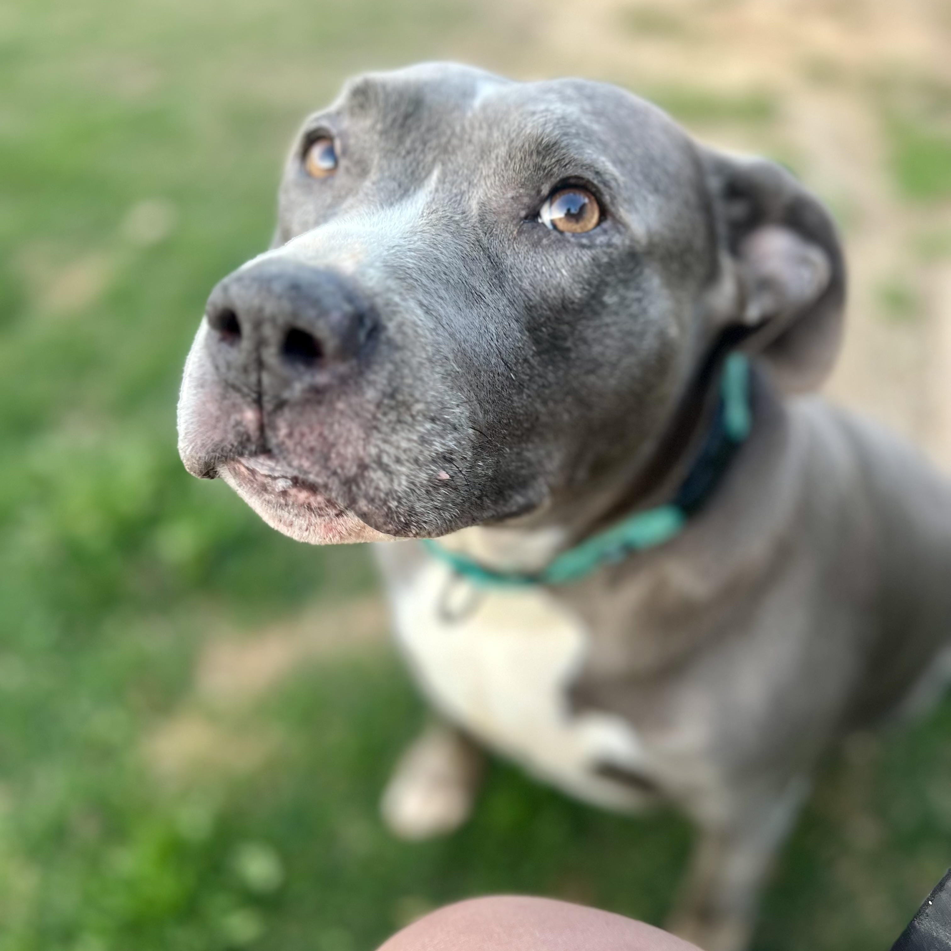 Adopt Envy, the cutest house hippo ever Today - Find Paw Pal