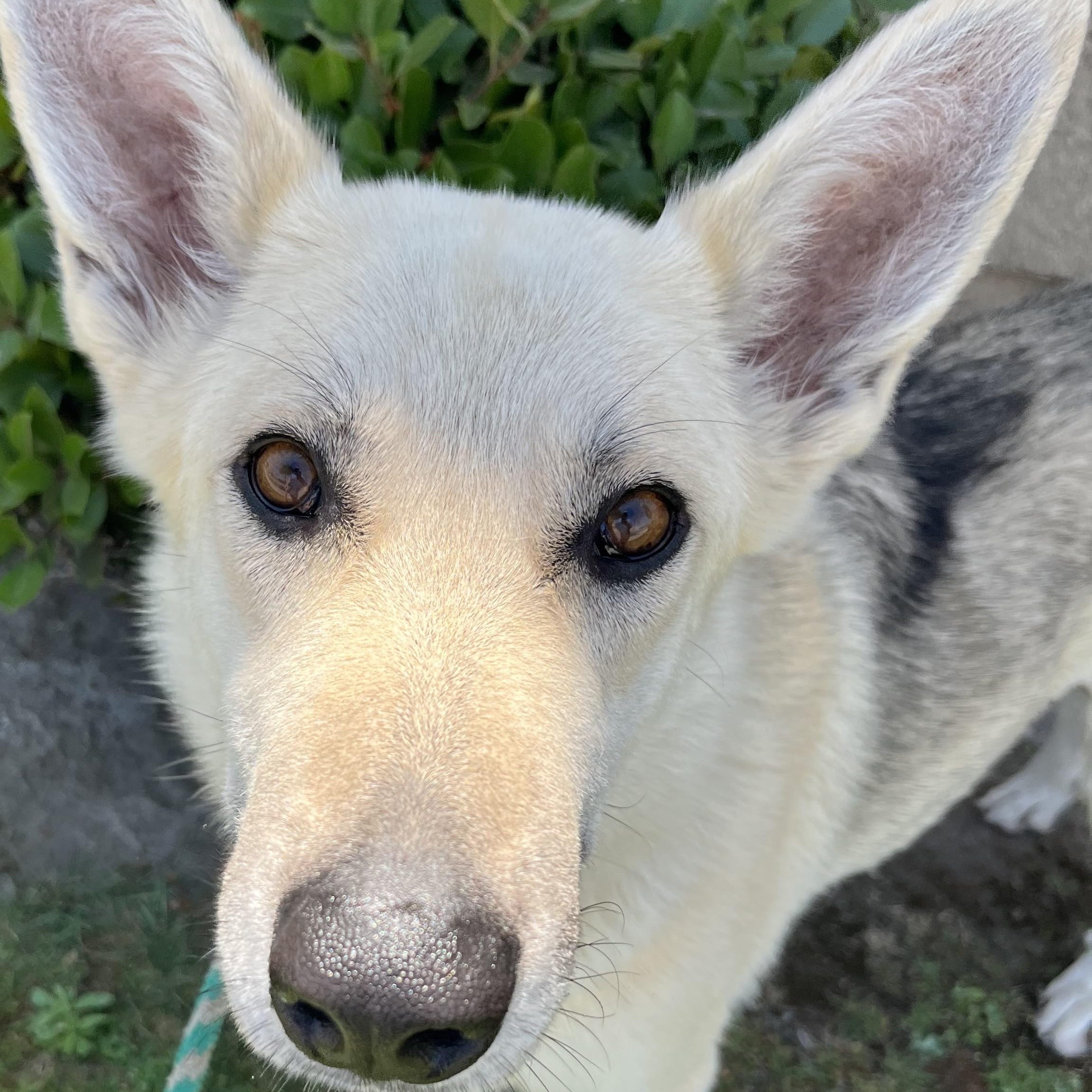 Adopt Estrella (now Bella) Today - Find Paw Pal
