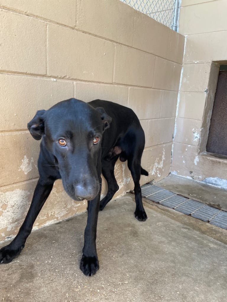 Adopt Rocky Jr Today - Find Paw Pal