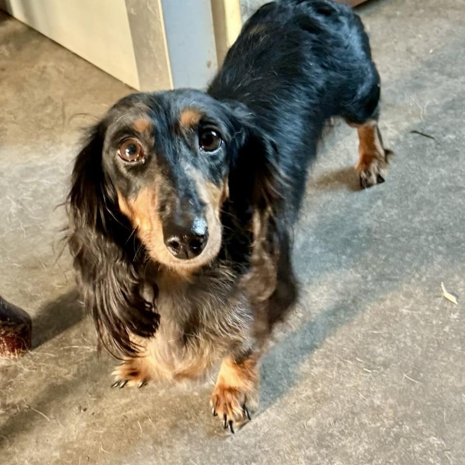 Adopt Colleen Today - Find Paw Pal